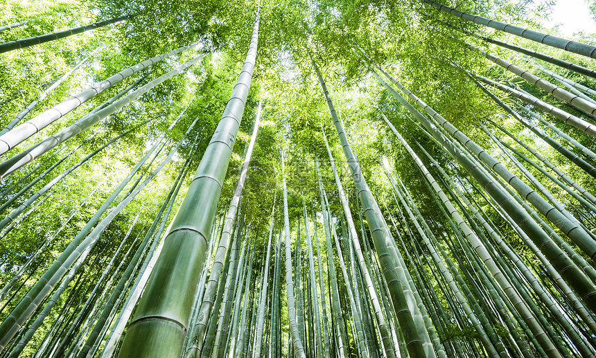 Bamboo Pulp Tissue: The Smart Choice for Sustainability | Hewbonn Paper ...